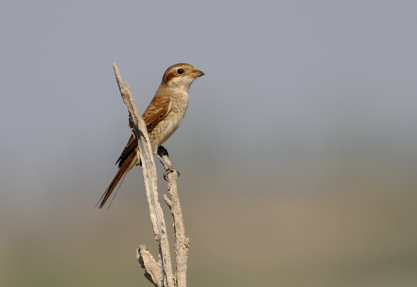 Steve Rogers birding: Various shrikes in the Cape Greco area