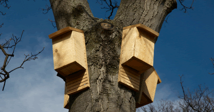 BAT BOXES