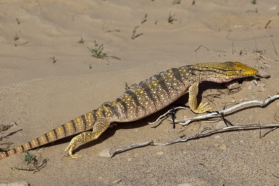 Jenis - jenis atau Macam - macam Varanidae / Varanus / Varanatic ...