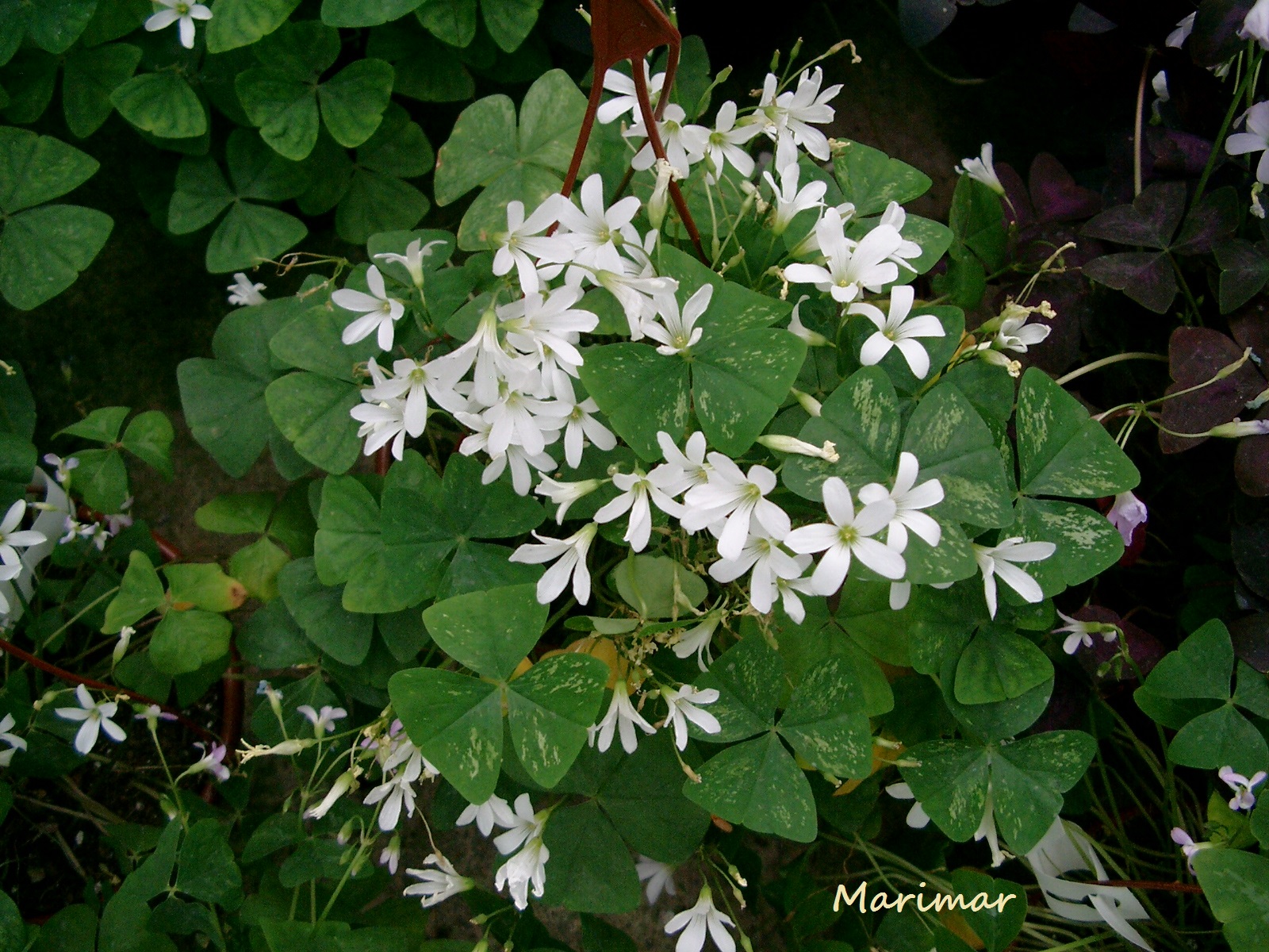 Oxalis triangularis ~ PLANTUKIS