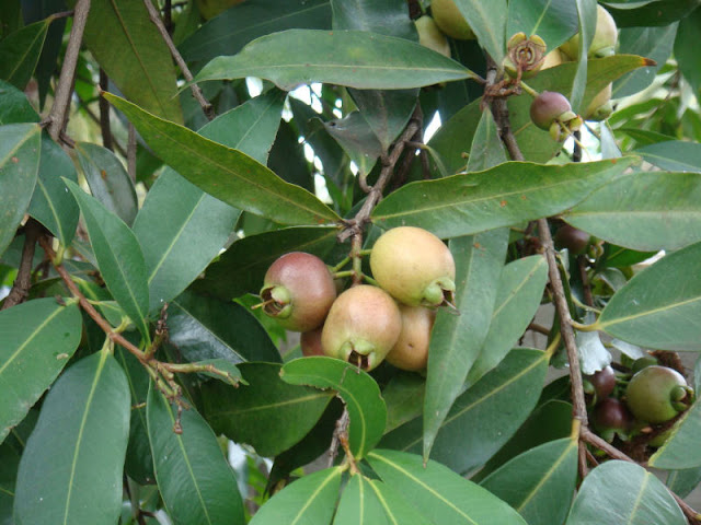 Jambo - Syzygium jambos