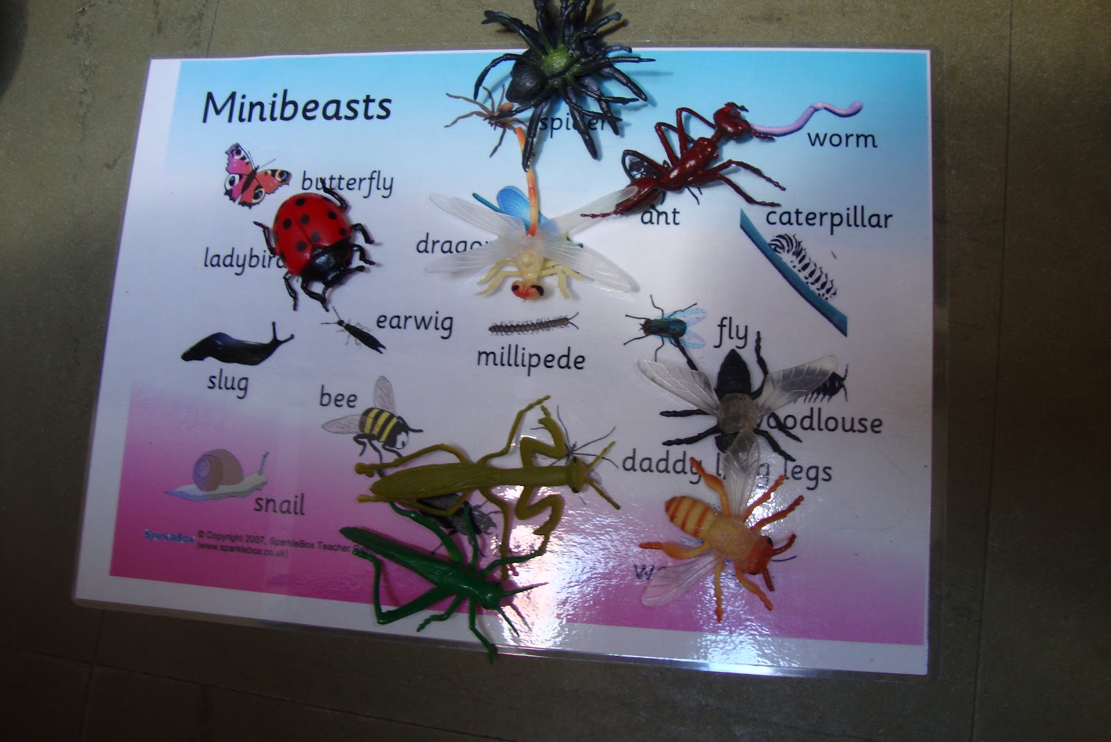 Science Projects: Mini beasts in Junior infants