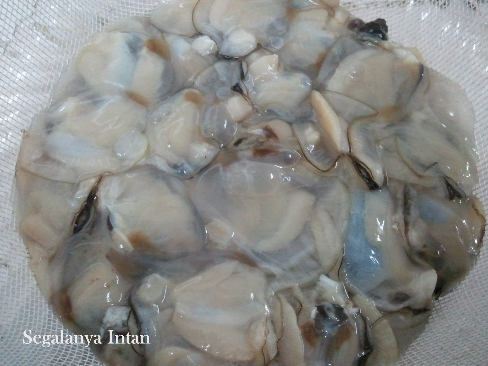 Segalanya Intan: Rendang Lokan