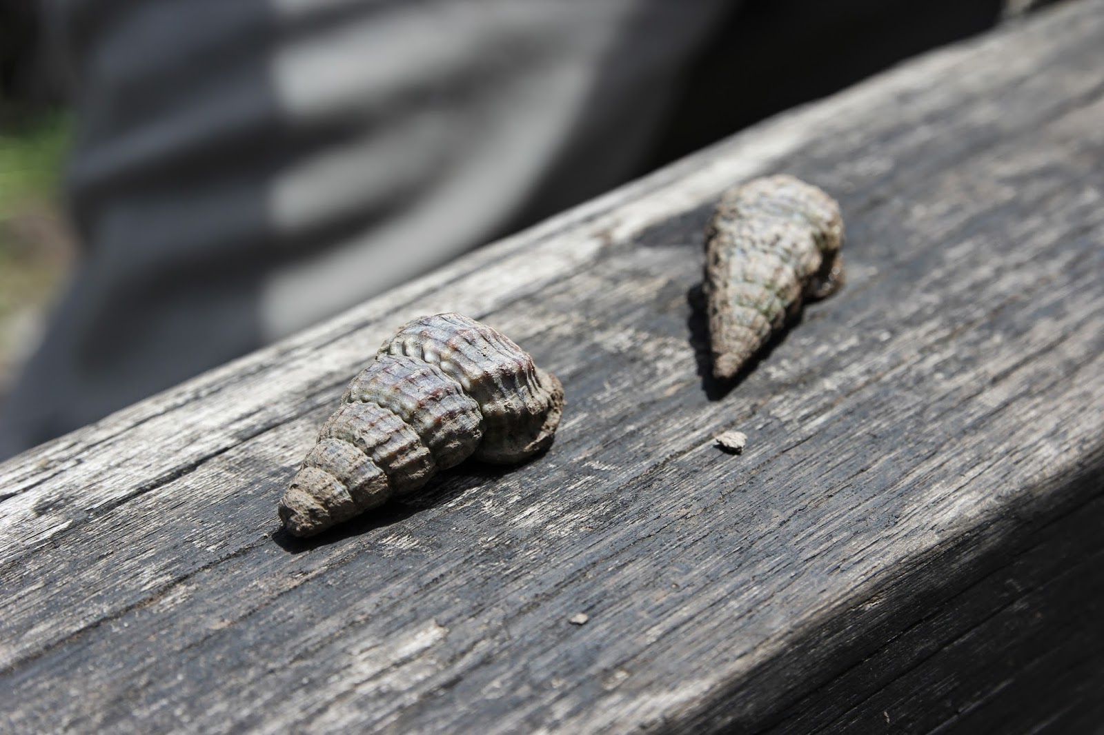 Soc Trang team: Mangrove snail and blood cockle farming visit