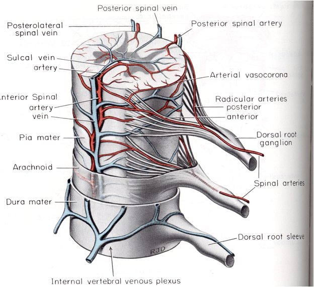 Dentistry and Medicine: Central Nervous System(CNS) -Blood Supply