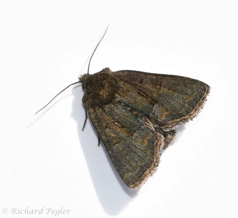 Pegler Birding: To Moth, or Not To Moth? - That Is The Question!