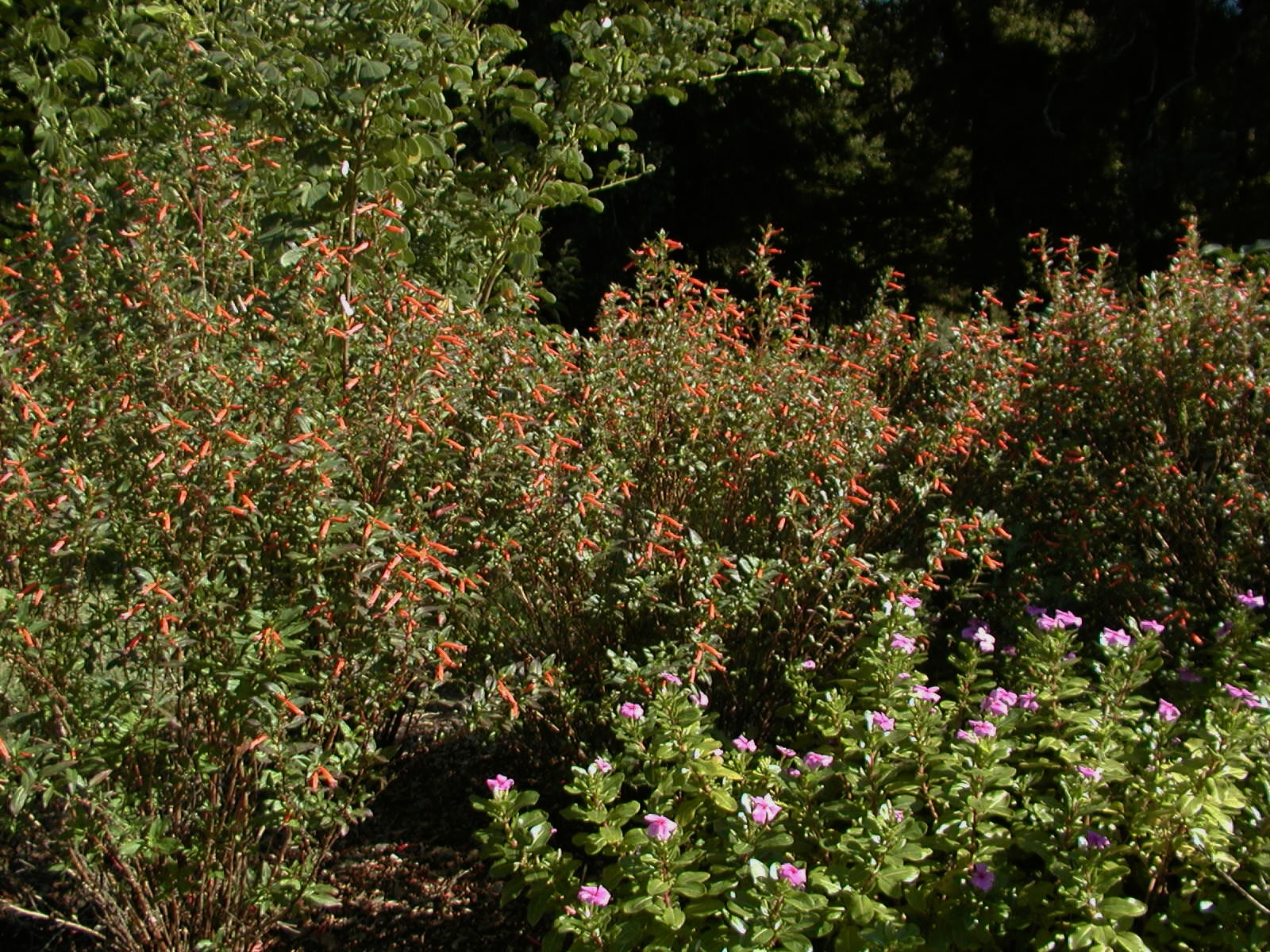 A Garden in Southwest Georgia: Mexican Cigar Bush - Cuphea ignea