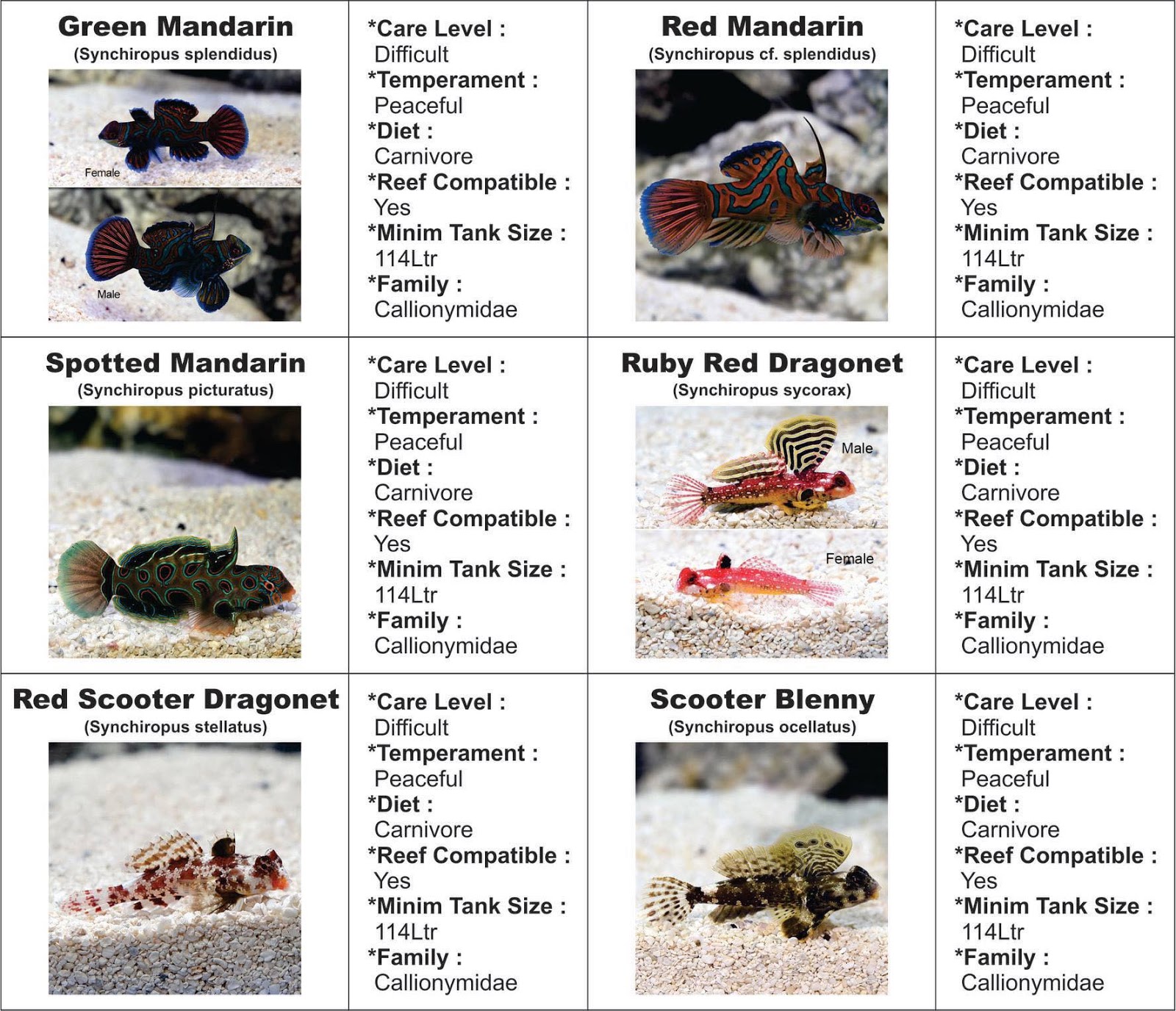 hardy boy: Coral Reef Fish Names