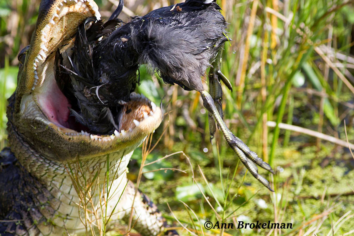 Ann Brokelman Photography: Alligator eating a coot - Florida 2015