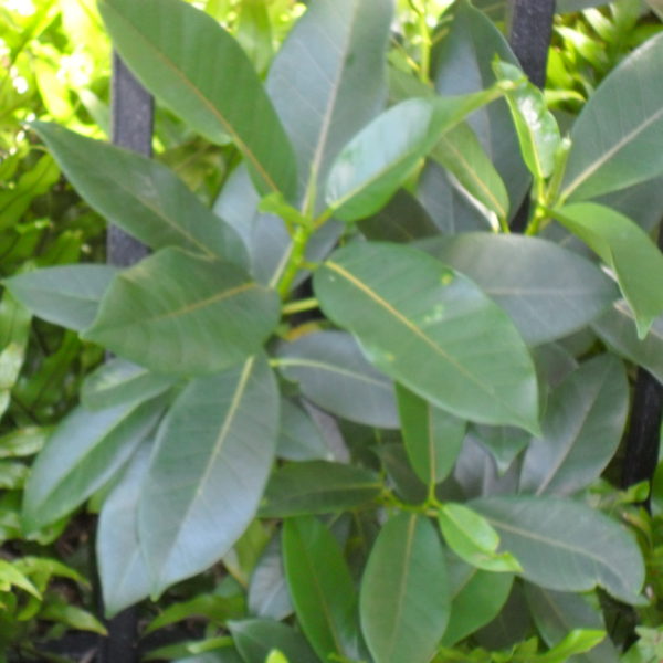 Caravan at the Crossroads: Traditional Herb Series: Fig or Jaguey