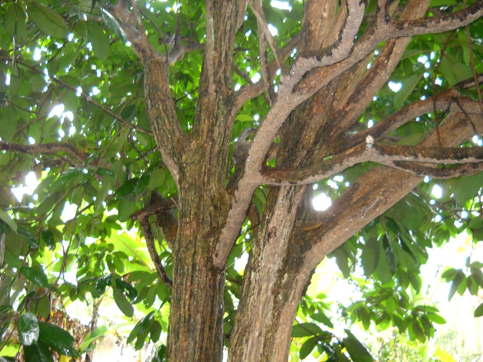 KENALI POKOK SAYANGI POKOK: SAYUR LEMAK KULIT BUAH RAMBAI