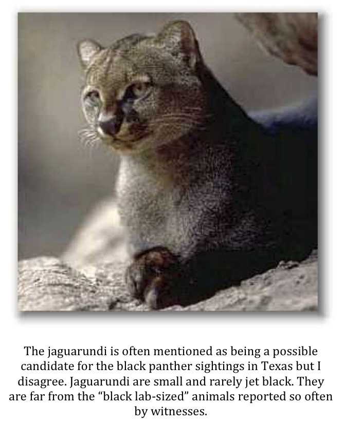 Texas Cryptid Hunter: More Black Panther Reports From Texas