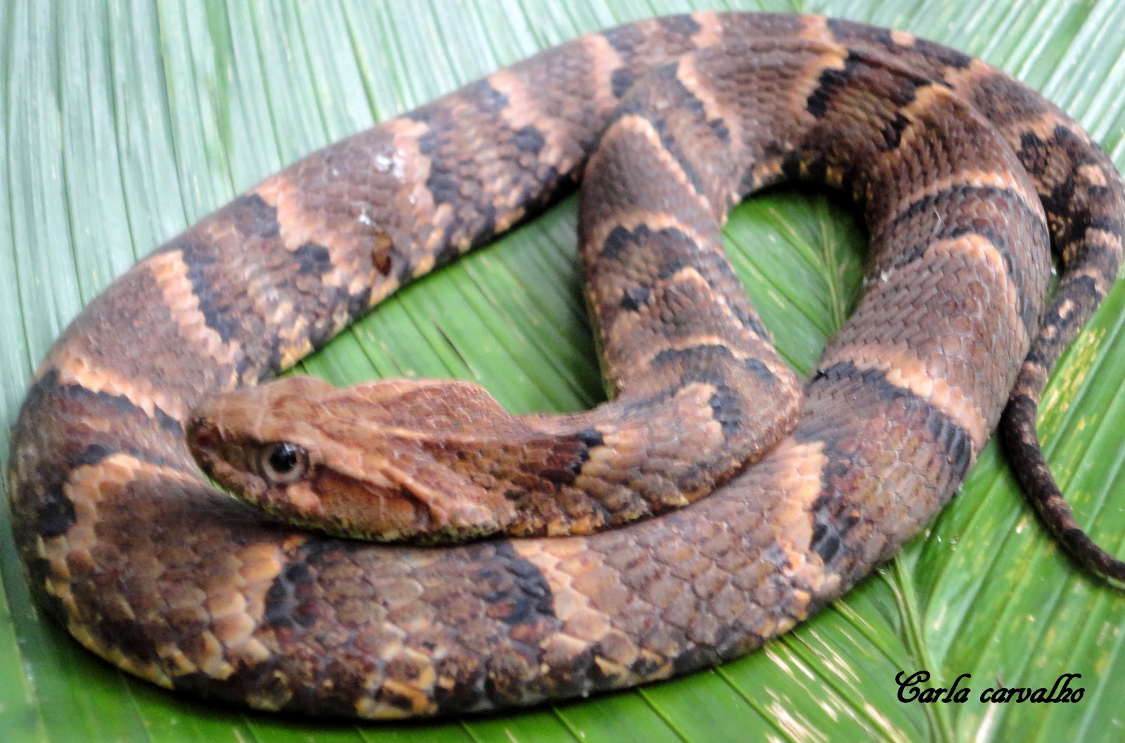 BIOSERPENTEIA: Xenodon merremii