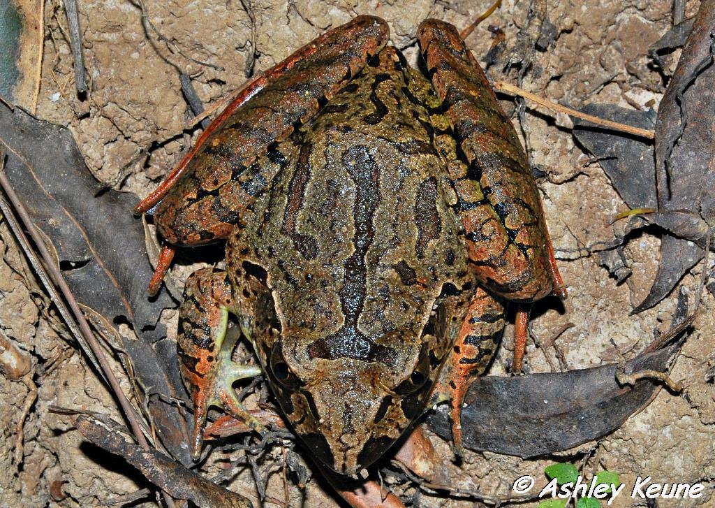 Australian Frogs Photography: KEUNEA PHOTOGRAPHY: Two Vulnerable Frogs ...