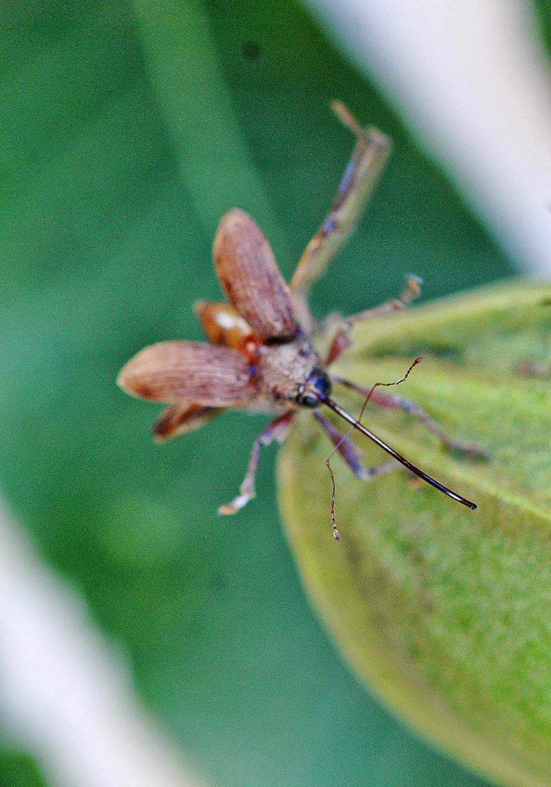 Northern Pecans: Pecan weevils emerge