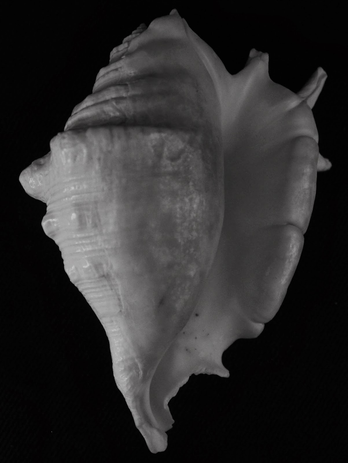 Drew Photo Simon: "Shells" (Edward Weston photo set 1)