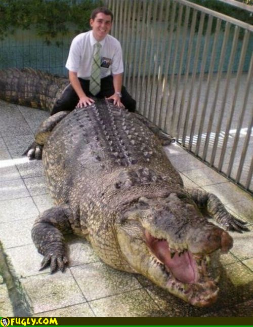 Takon's Fact: 'Godzilla' The 800lb Alligator Who Visited Shopping ...