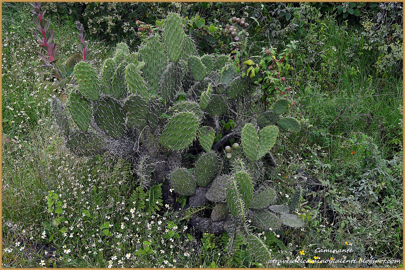 NATURALEZA MAGICA: EL MILENARIO NOPAL