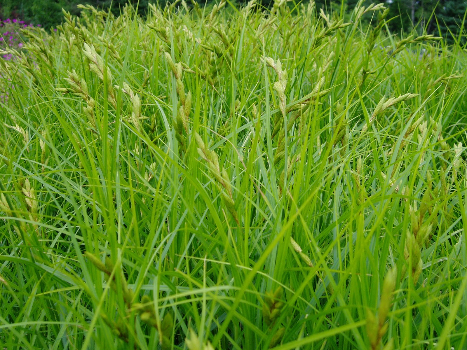 Lovegrass Farm: Photos of Carex muskingumensis (palm sedge) at ...