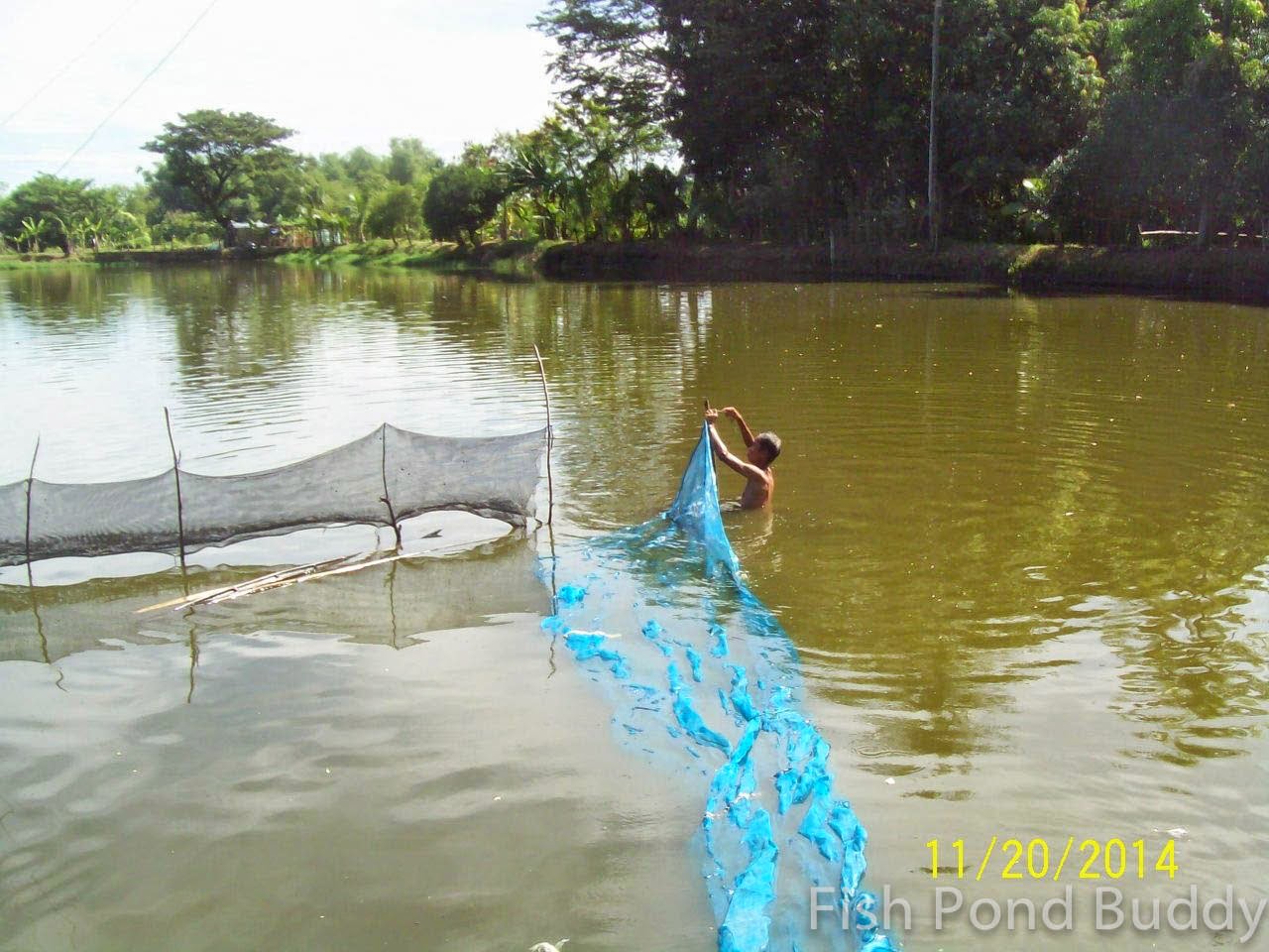 Fish Pond Buddy: How Much to Feed your Milkfish ("Bangus") - Use Samples