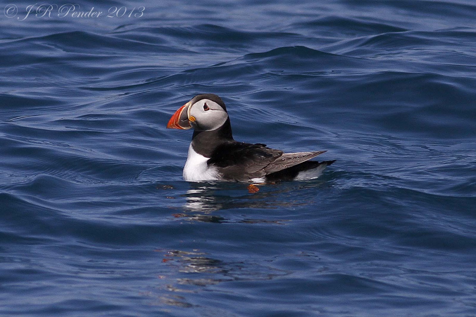 Joe Pender Wildlife Photography: Thursday's Seabird Trip