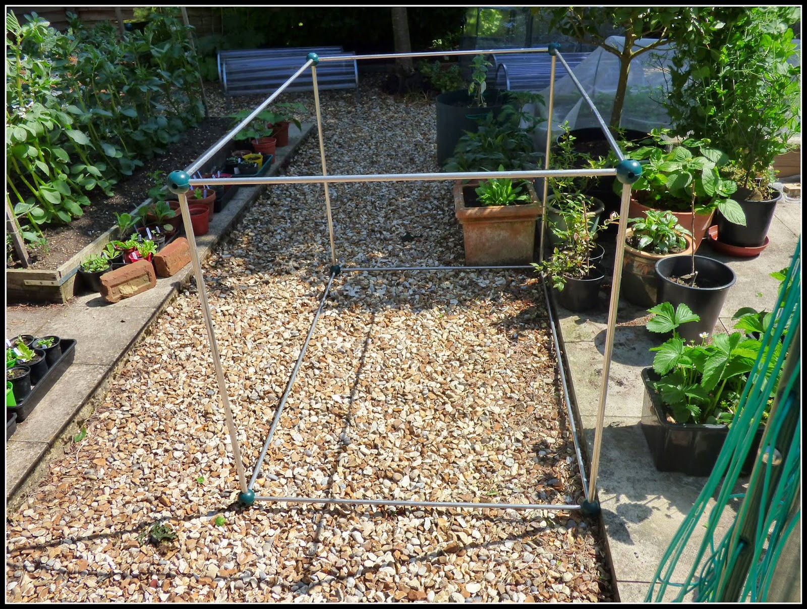 Mark's Veg Plot: Protecting the Strawberry crop
