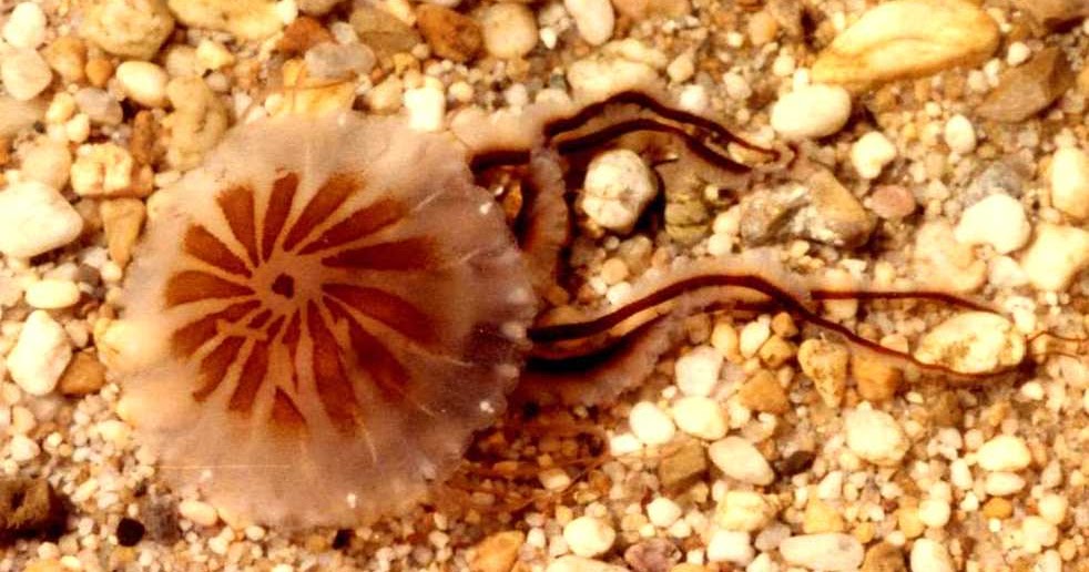The Mathematical Tourist: Jellyfish Sand