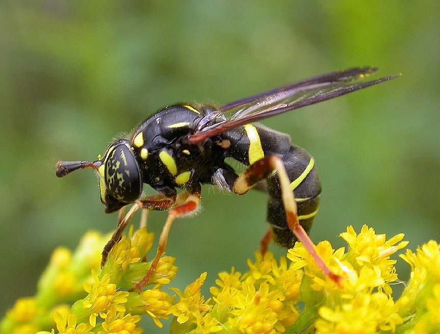 Cikgu Aja: Haiwan Yang Tidak Bertulang Belakang