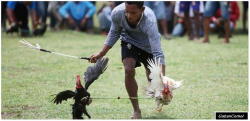 Tradisi Pelik Perlumbaan Ayam Yang Tidak Pernah Dilihat - Gaban Comel