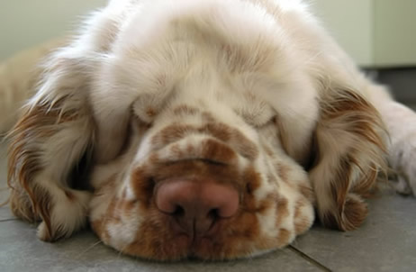 Everything about your Clumber Spaniel - Luv My Dogs