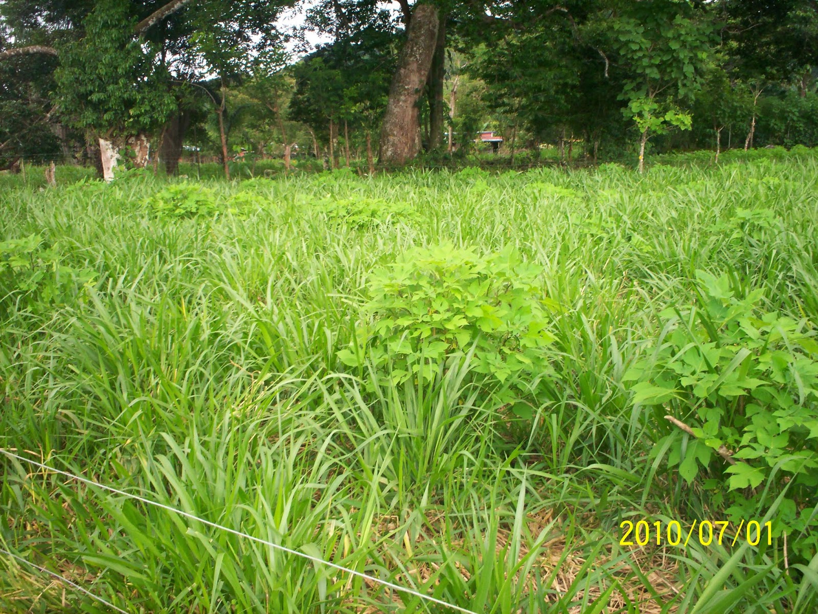 Producción Animal en Panamá .: Las Pasturas Tropicales y Plantas ...