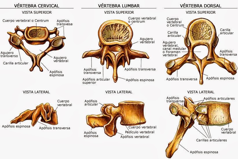 Kinesiología y Rehabilitación para Todos: Columna Vertebral: Anatomía