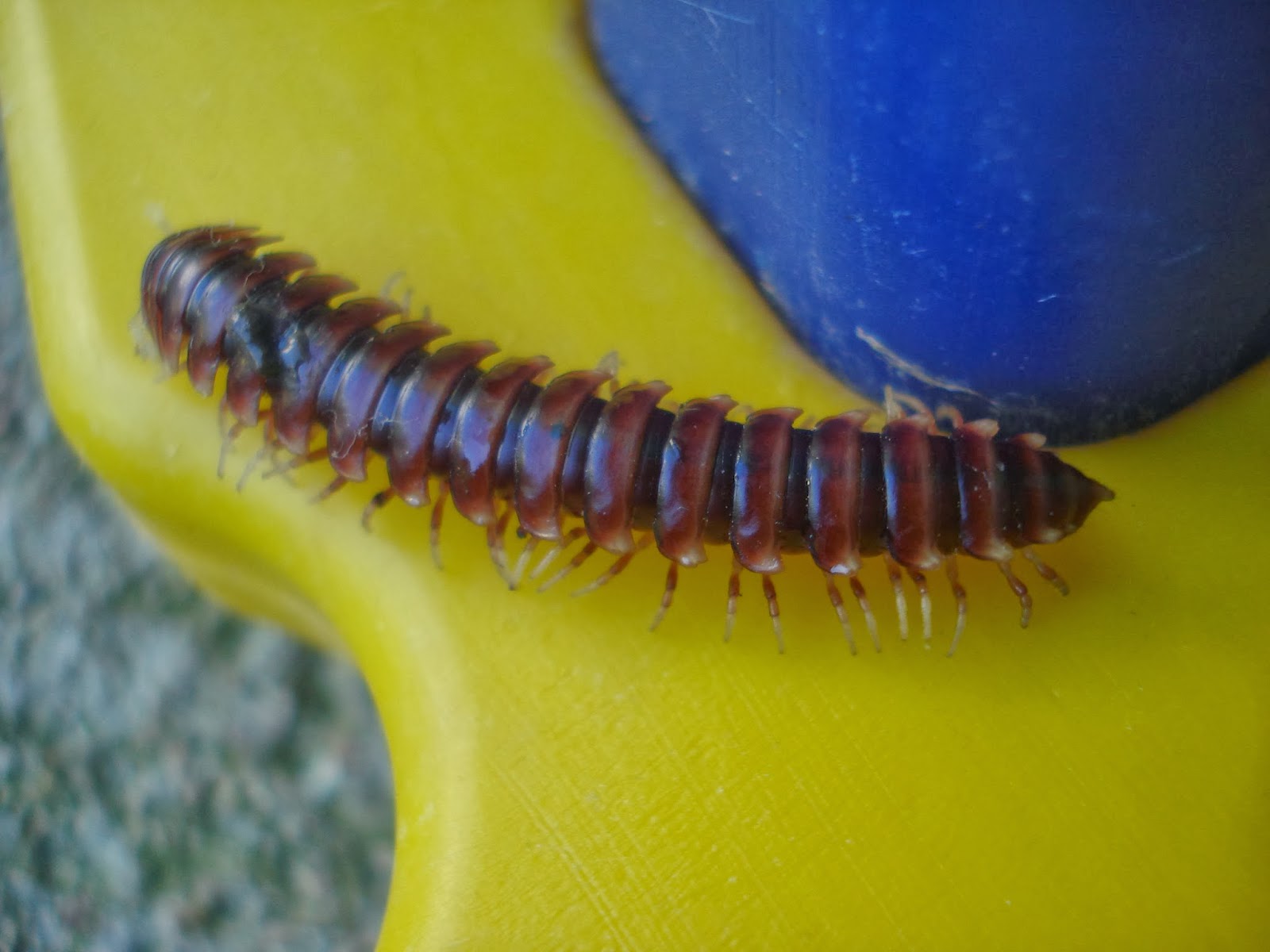Canguçu em cores II: Embuá - Gongolo - Gongolô - Piolho-de-Cobra ...