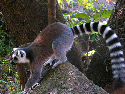 Ring-Tailed Cat