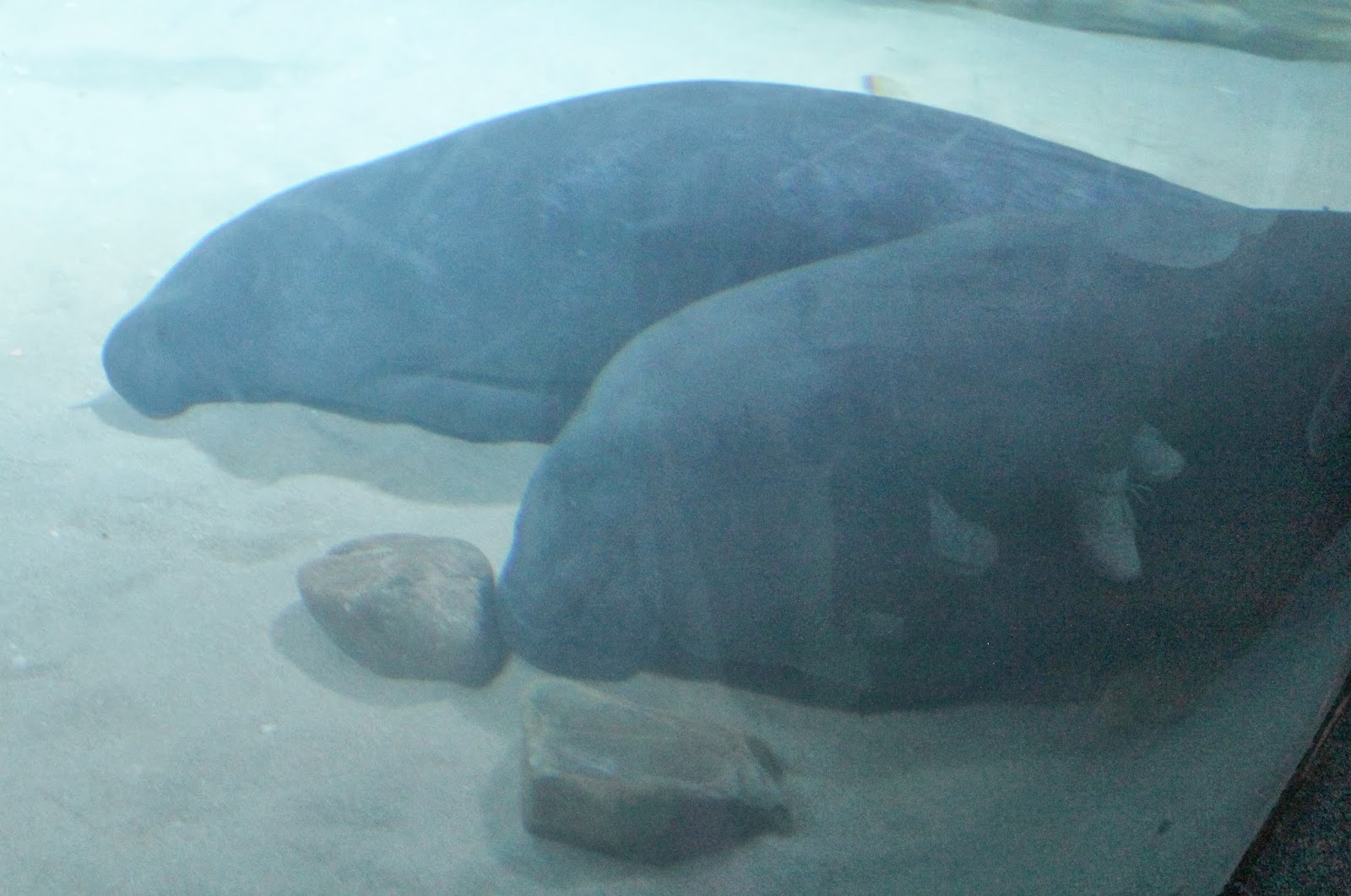 Pajama Penguin Productions: Meet Lil' Joe, Epcot's New Manatee