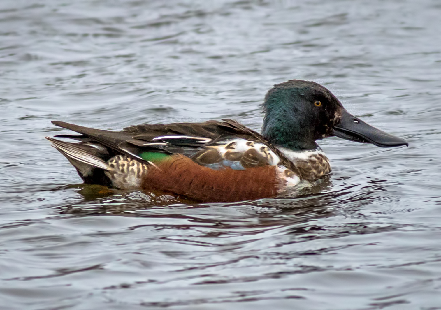 Dave's Bird Diary: Draycote Water & Marsh Lane