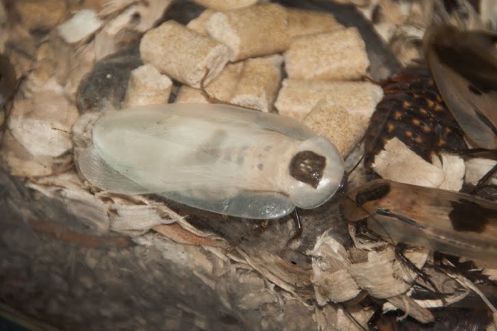 Pacific Science Center Life Sciences: Giant Brazilian Cockroaches