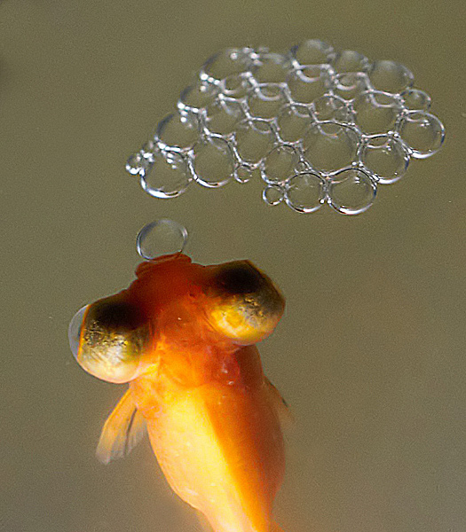 FOTO NATURA HUESCA 2: GOLDFICH TELESCOPIO HACIENDO BURBUJAS Carassius ...