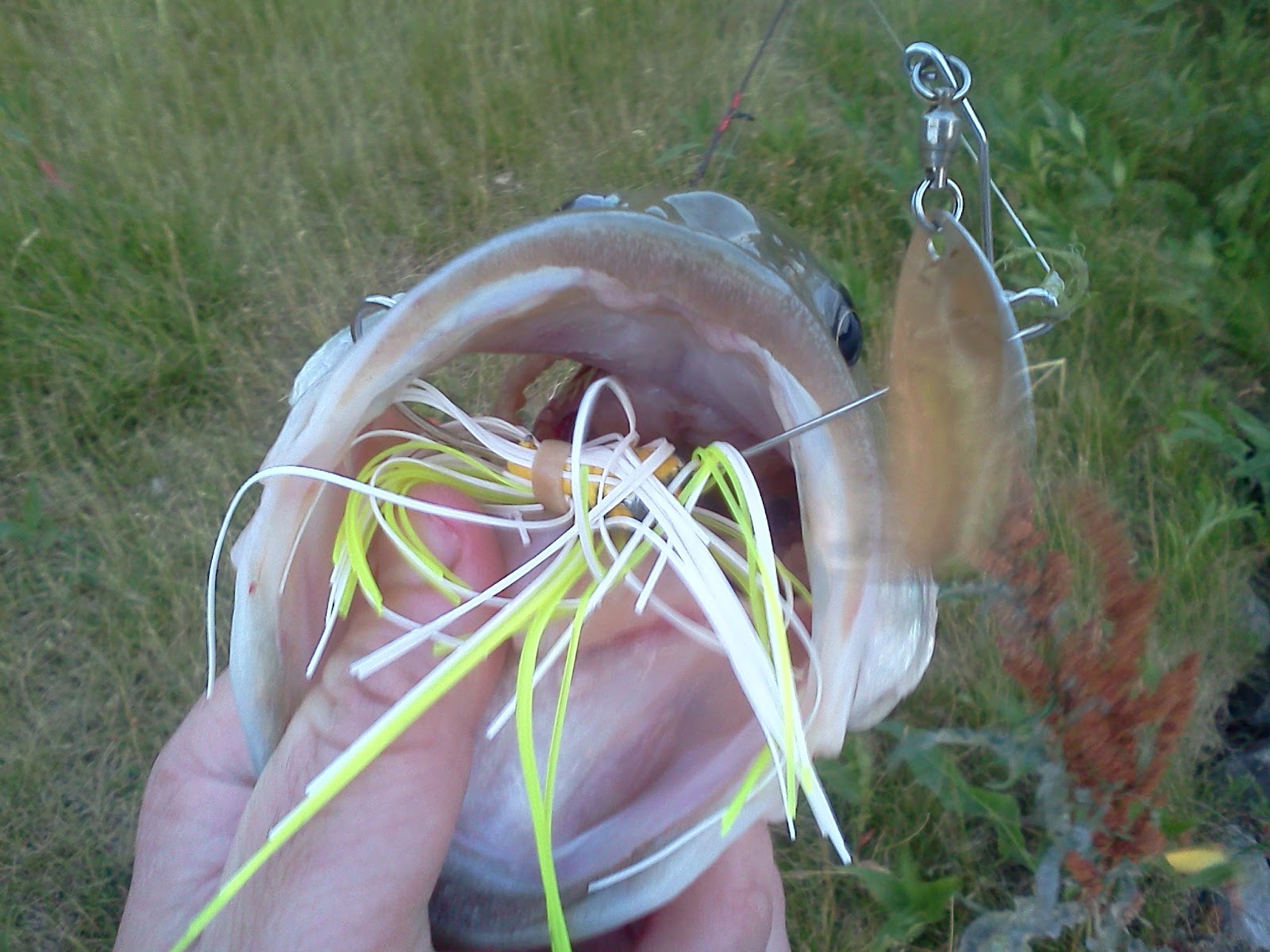 Pondboy's Angling Adventures: Stiff Wind Spinner-Bait Bass