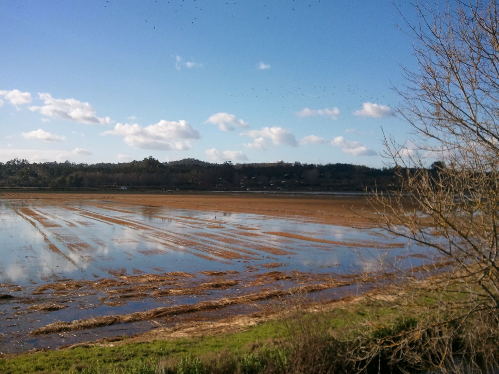 MyBrain: Arrozais da Beira Litoral