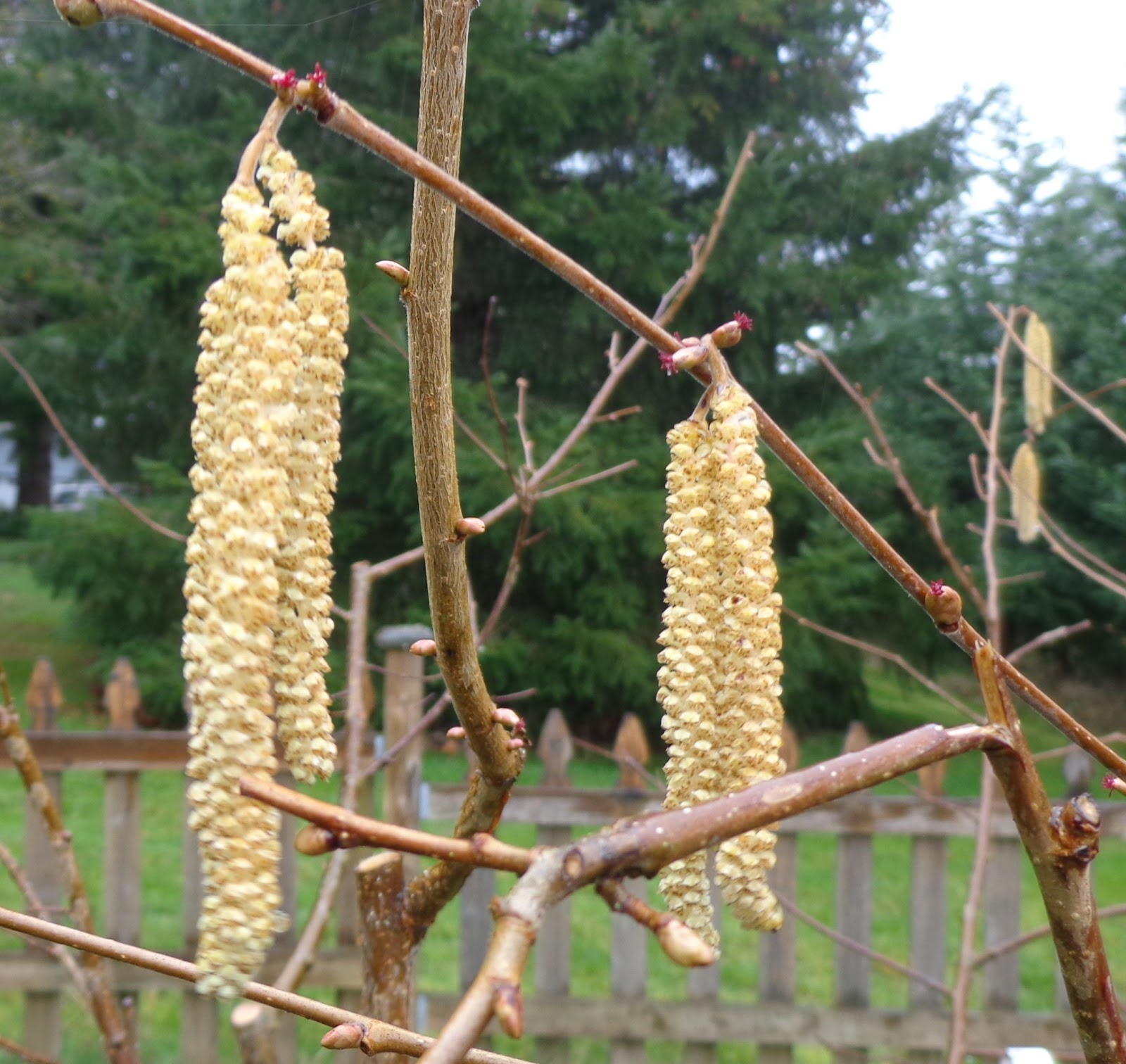 Daniel's Pacific NW Garden: Filbert in bloom