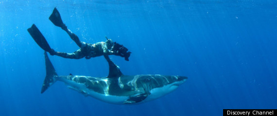 K-Trends: Shark Week 2011: Filmmaker Jeff Kurr Talks 'Great White ...