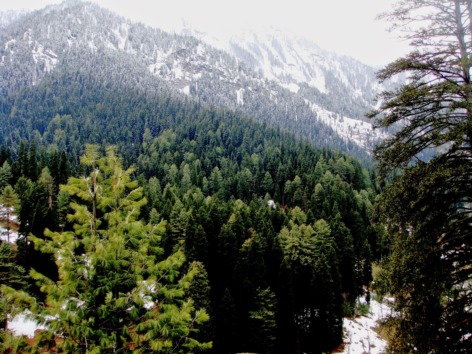 CHINAR SHADE : May 2014