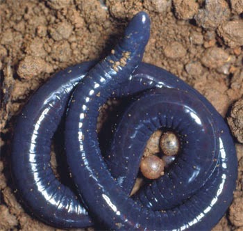 Ordem Gymnophiona ~ Biólogo Esperto