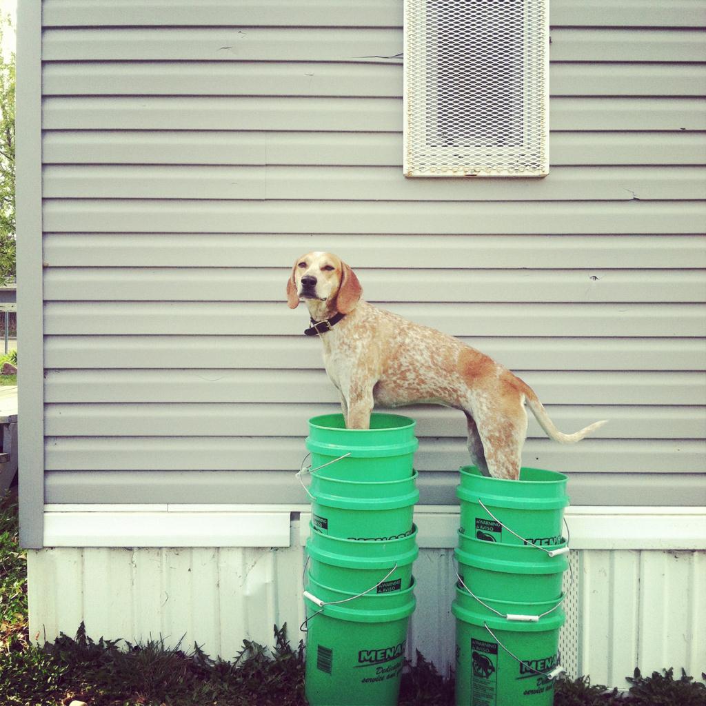 Maddie the Coonhound standing on things (35 pics) | Amazing Creatures