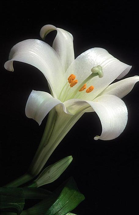 Beautiful Lily Flower