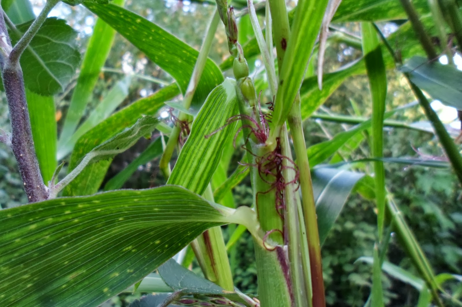The Perennial Agriculturalist: more teosinte ears ( and a few more seeds )