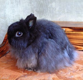 M an' M Rabbitry Blog: Rabbits For Sale available to be transported to ...