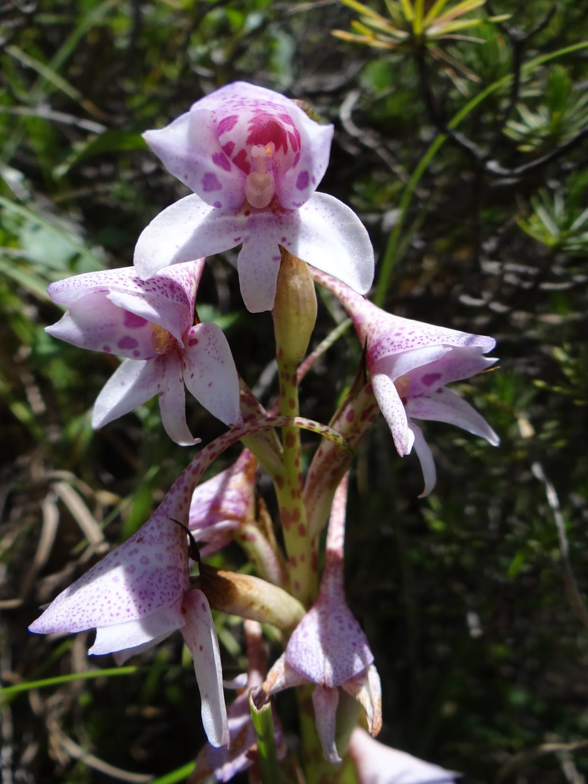 Caerulean Skies: August 2013