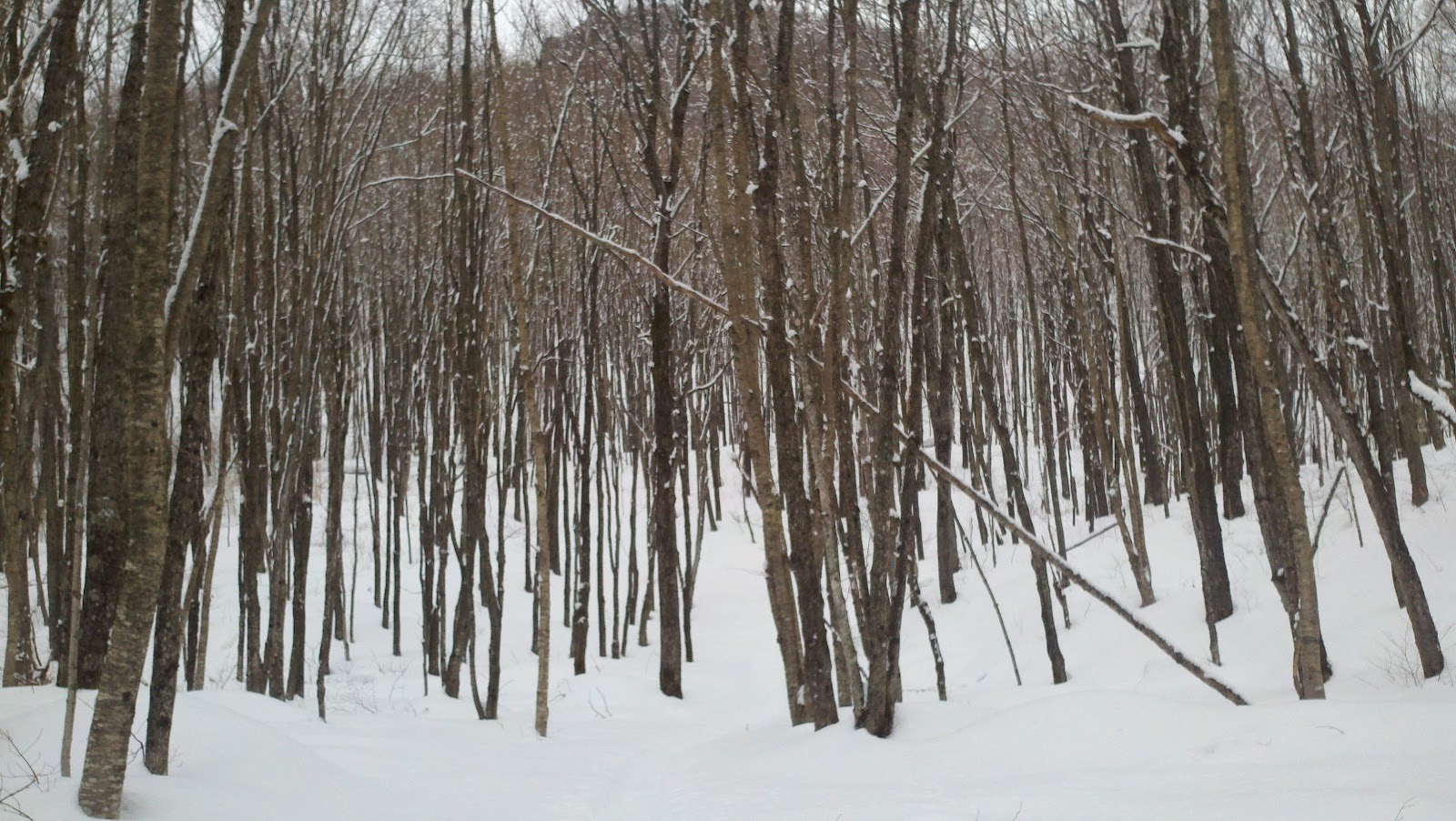 Nor'Easter Backcountry: -Trip Report- Mt. Hor, VT: Insert Inappropriate ...